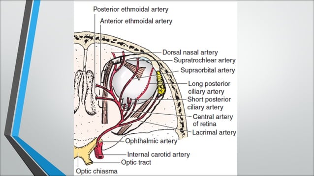 Eye optic nerve and visal pathway.pdf