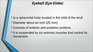 Eye optic nerve and visal pathway.pdf