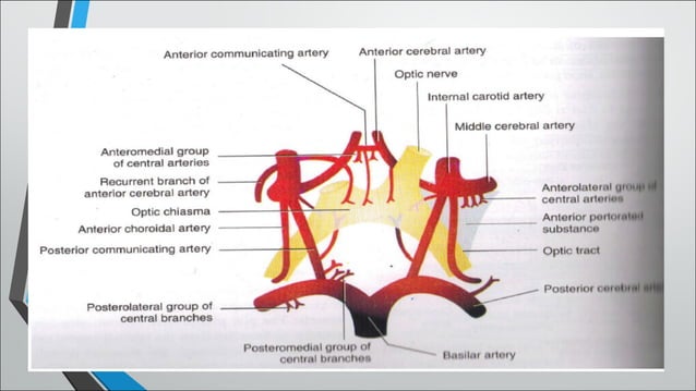 Eye optic nerve and visal pathway.pdf