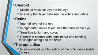 Eye optic nerve and visal pathway.pdf