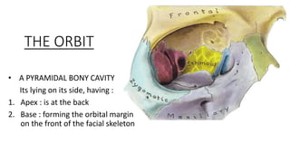 Eye, orbit, lacrimal apparatus | PDF | Eye and Vision Conditions ...