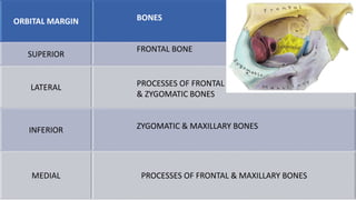 Eye, orbit, lacrimal apparatus | PDF | Eye and Vision Conditions ...
