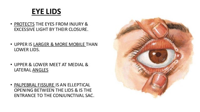 What Is The Conjunctival Sac In The Eye