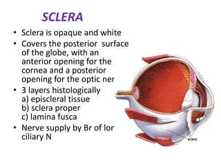 Eye & orbit tumors anatomy, epidemiology, pathology by himani | PPTX
