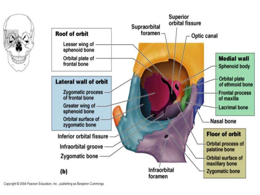 Eye & orbit tumors anatomy, epidemiology, pathology by himani