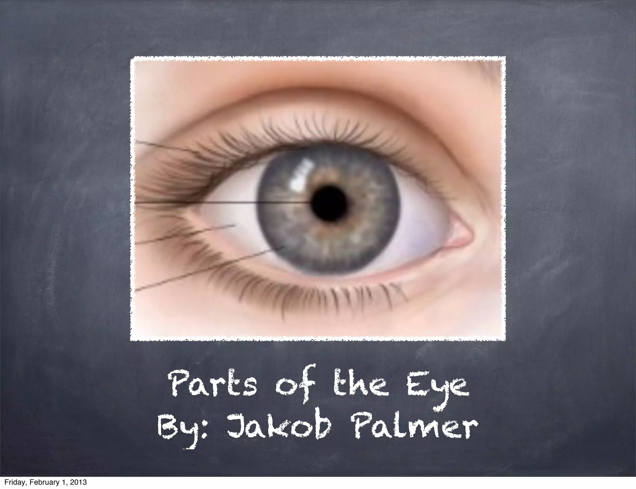 Eye parts 1 | PDF