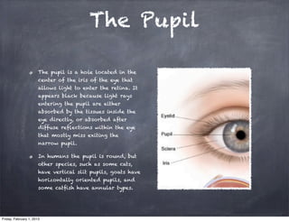 Eye parts 1 | PPT