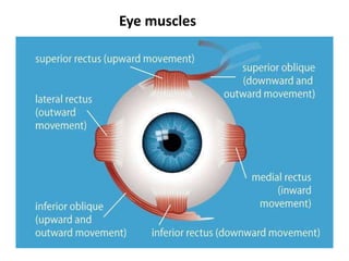 eye (general physiology & Anatomy).pptx