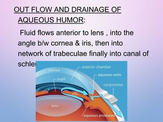 Eye physiology 1 bds.pptx physiology of eye | PPTX