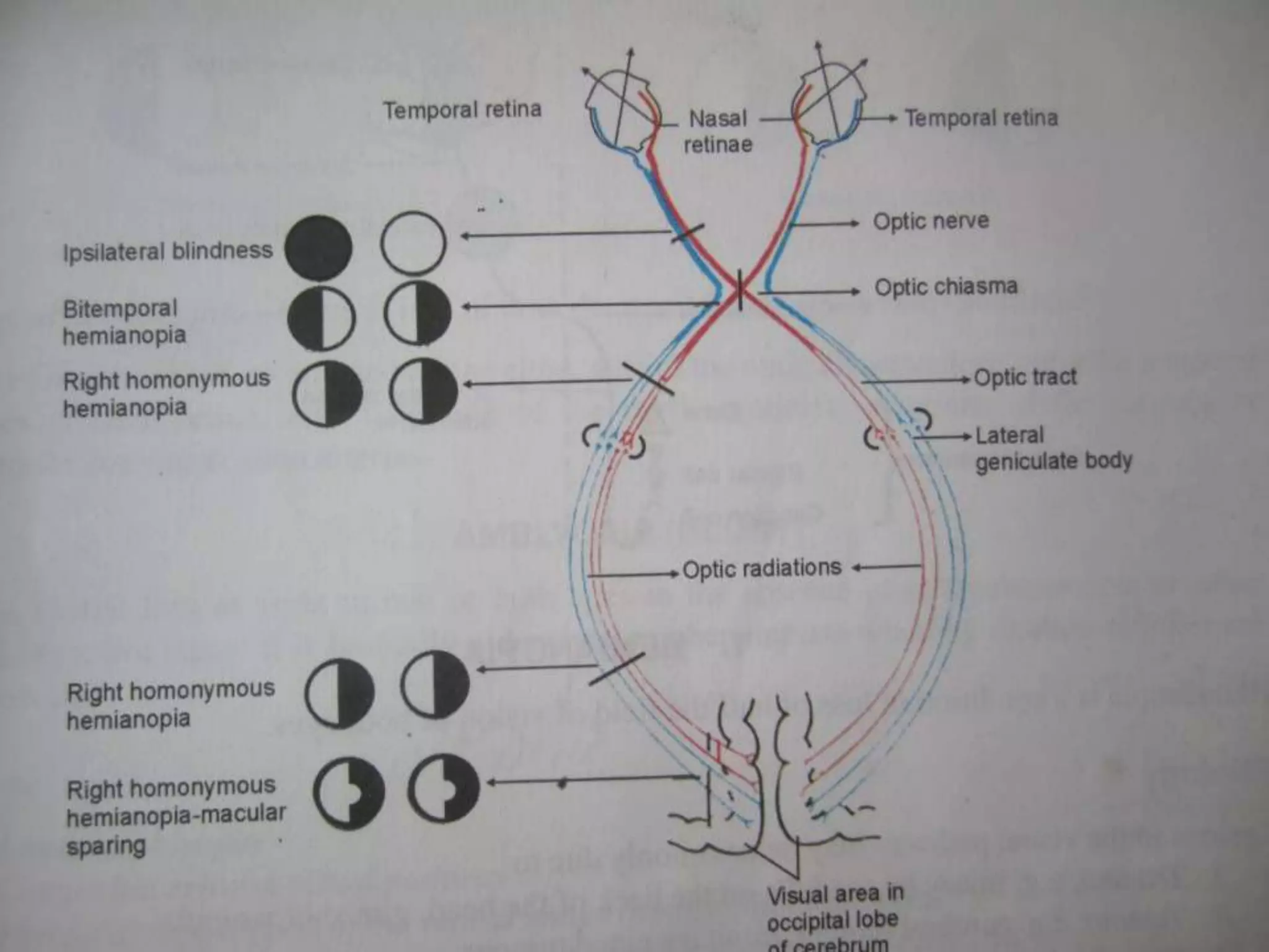 Eye physiology by dr abdul basir safi | PPT