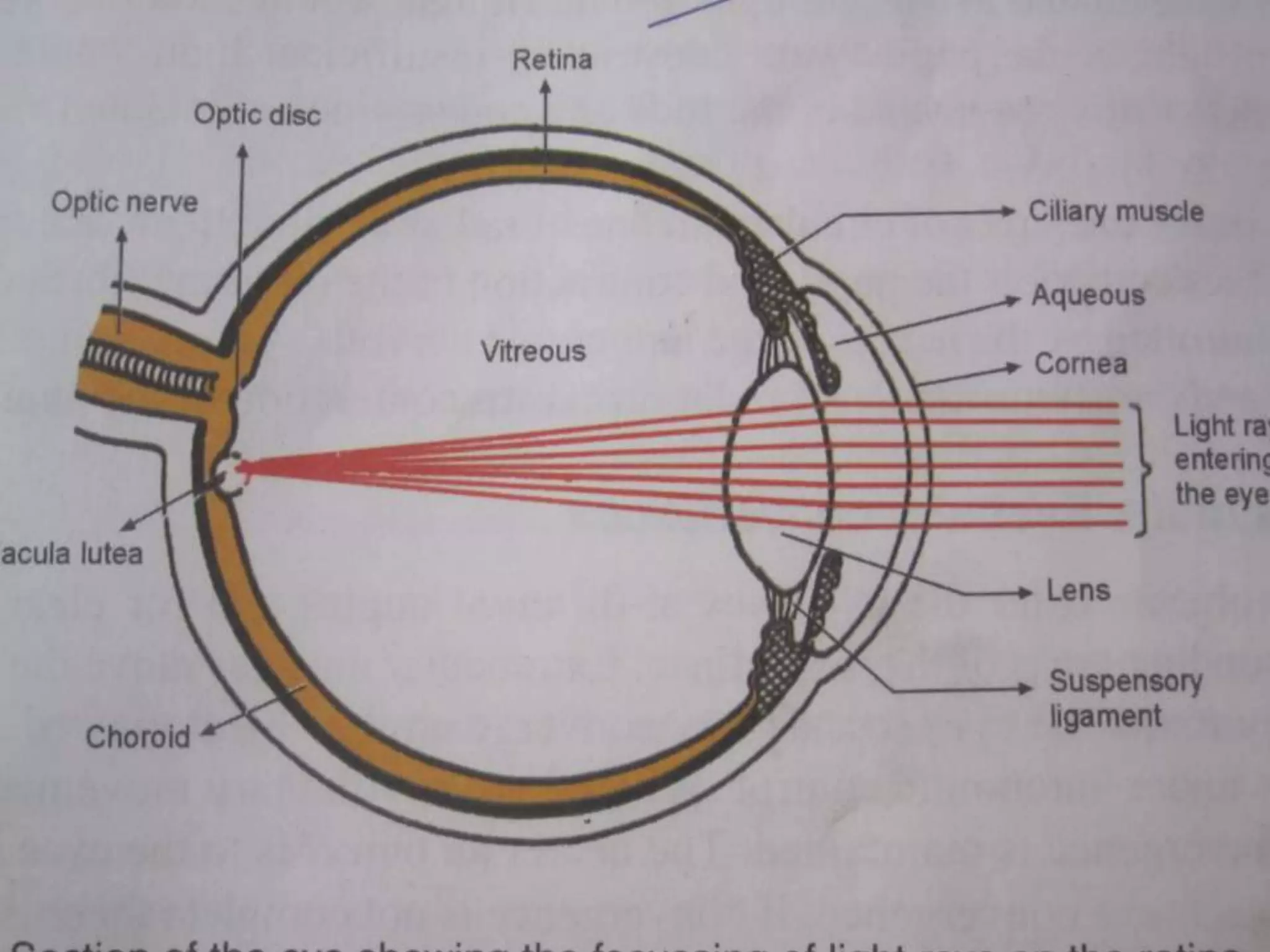 Eye physiology by dr abdul basir safi | PPT