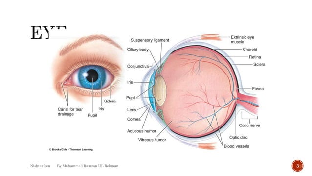 Eye physiology from guyton and halls physiology Part 1 | PPTX | Eye and Vision Conditions ...