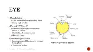 Eye physiology from guyton and halls physiology Part 1 | PPTX