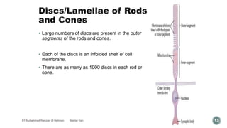Eye physiology from guyton and halls physiology Part 2 | PPTX