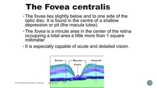Eye physiology from guyton and halls physiology Part 2 | PPTX