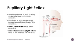 Eye physiology from guyton and halls physiology Part 3 | PPTX