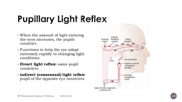 Pupillary Light Reflex Pathway Diagram