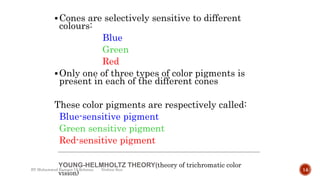 Eye physiology from guyton and halls physiology Part 4 | PPTX