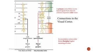 Eye physiology from guyton and halls physiology Part 5 | PPTX