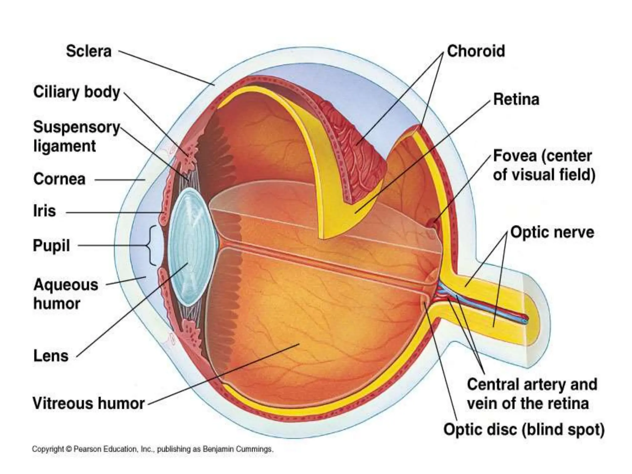 eye ppt.pptx
