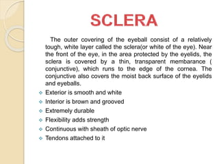Eye presentation1 | PPT