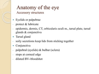 eye retinal detachment-1.pptx