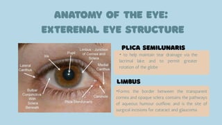 EYE ASSESSMENT FOR NURSING STUDENTS.pptx