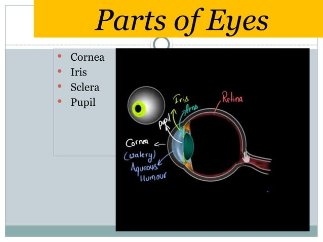 EYES Construction of Eyes Working of Eyes | PPT