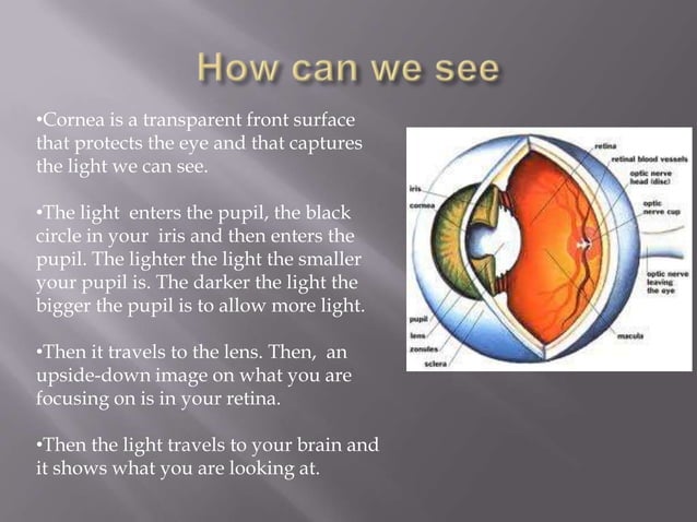 Eyes and eye vision | PPT
