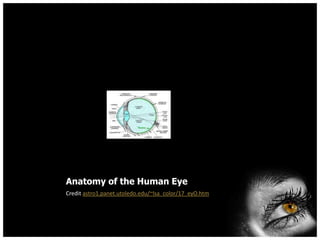 Eye see you | PPTX