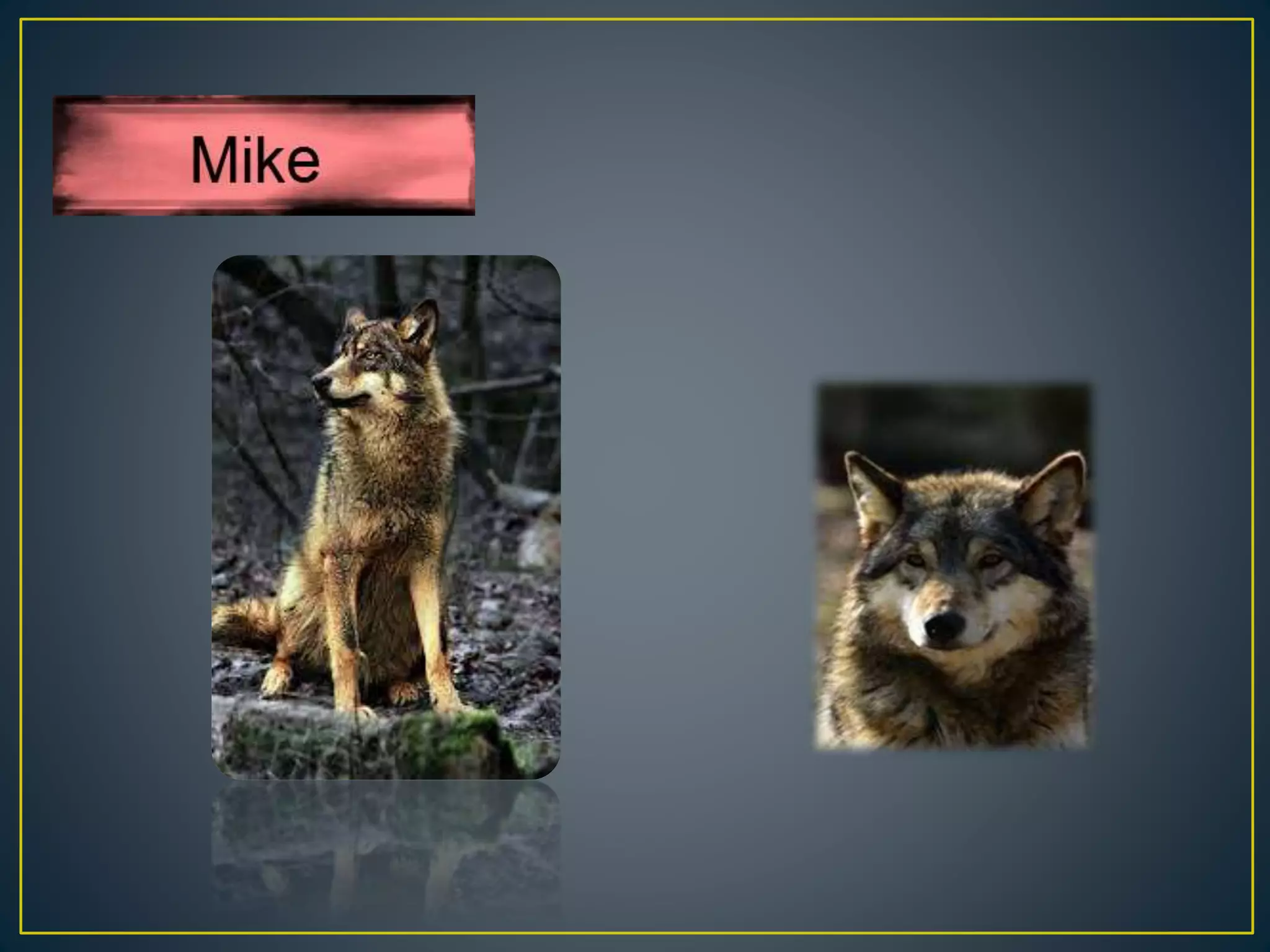 Eyes of a were wolf | PPTX