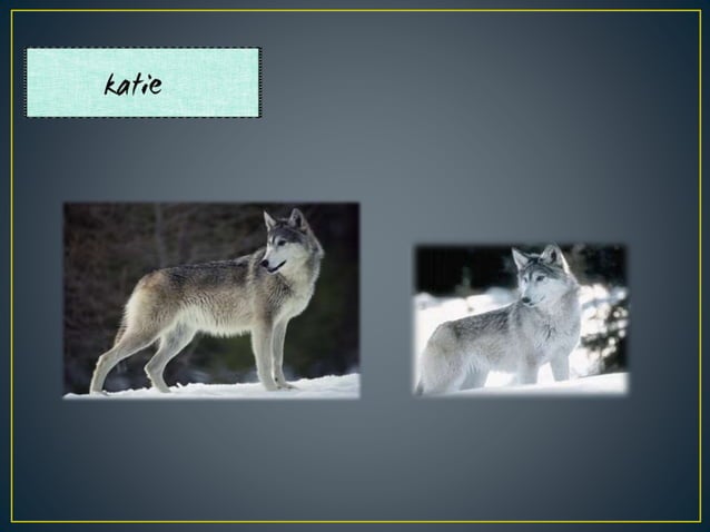 Eyes of a were wolf | PPTX