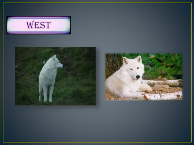 Eyes of a were wolf | PPT