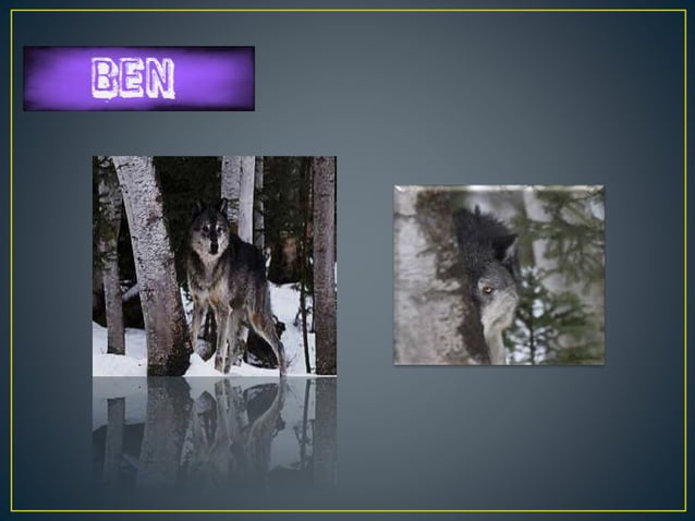 Eyes of a were wolf | PPTX