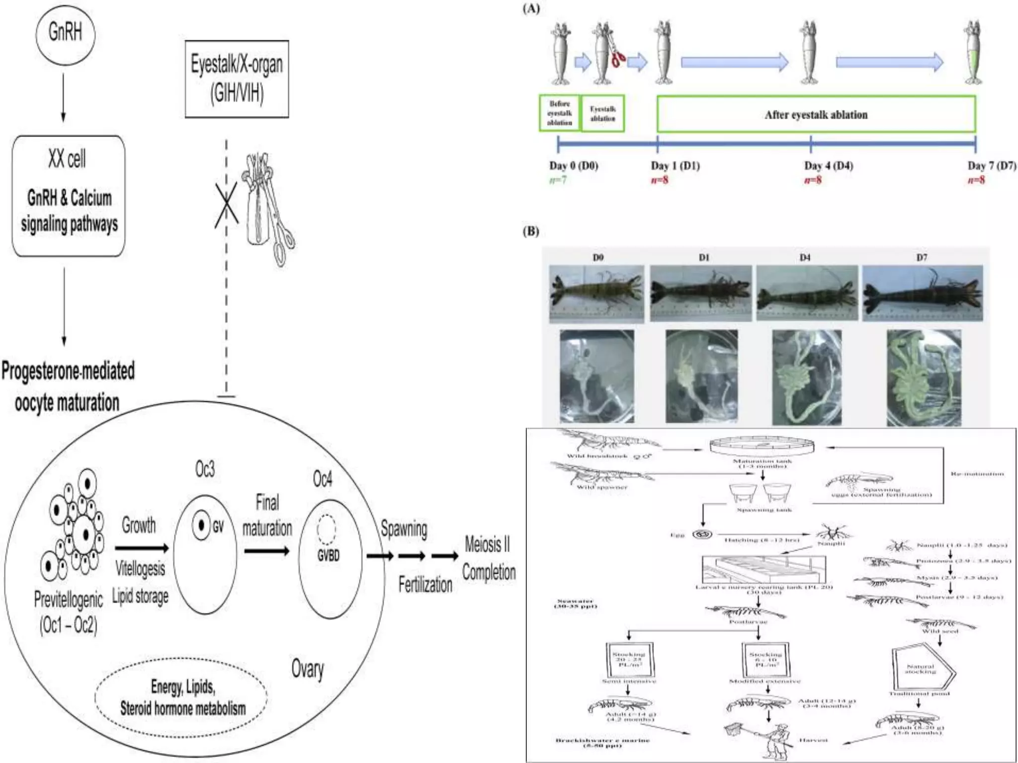 Eyestalk ablation in commercially Imp Crustaceans Decapods.pptx