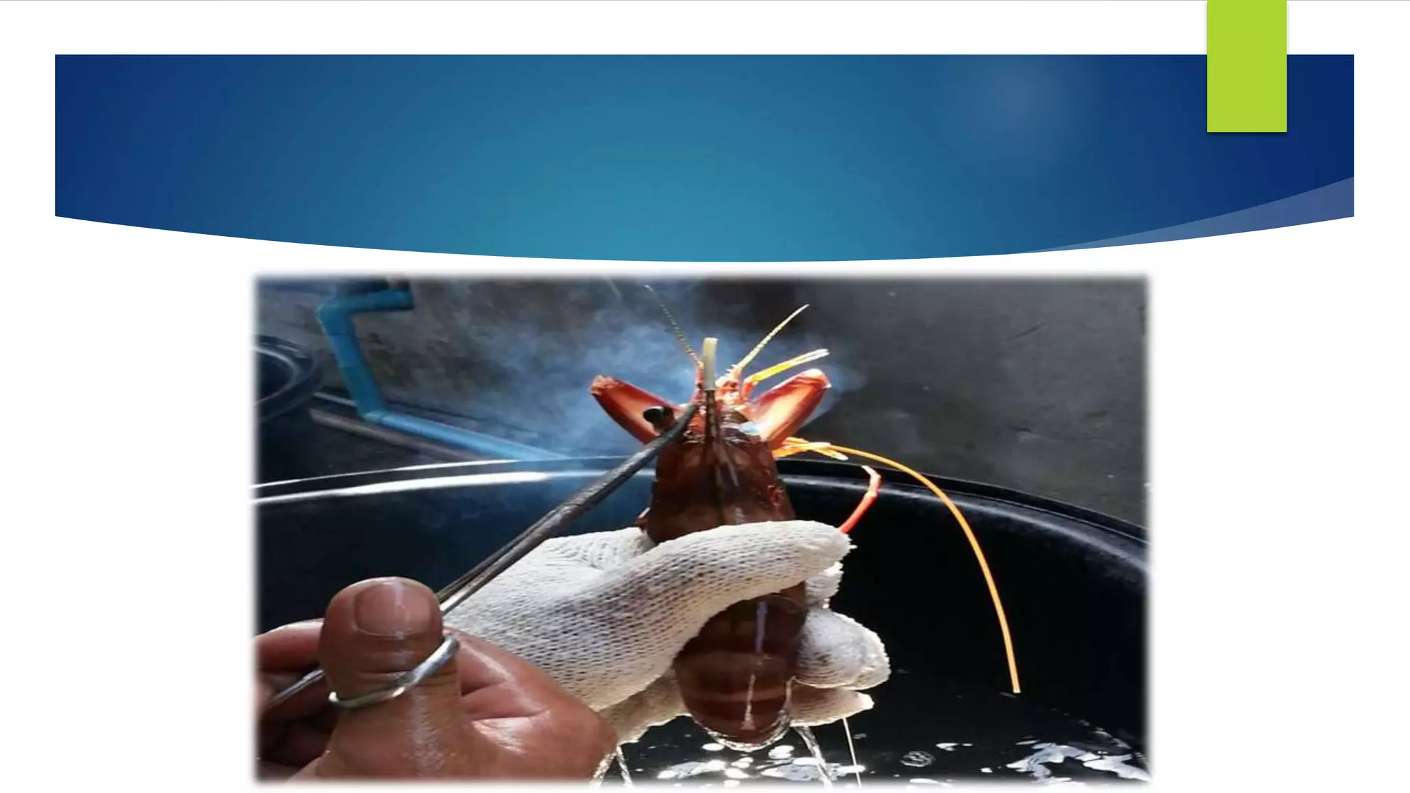 Eye Stalk Ablation in Crustaceans | PPTX