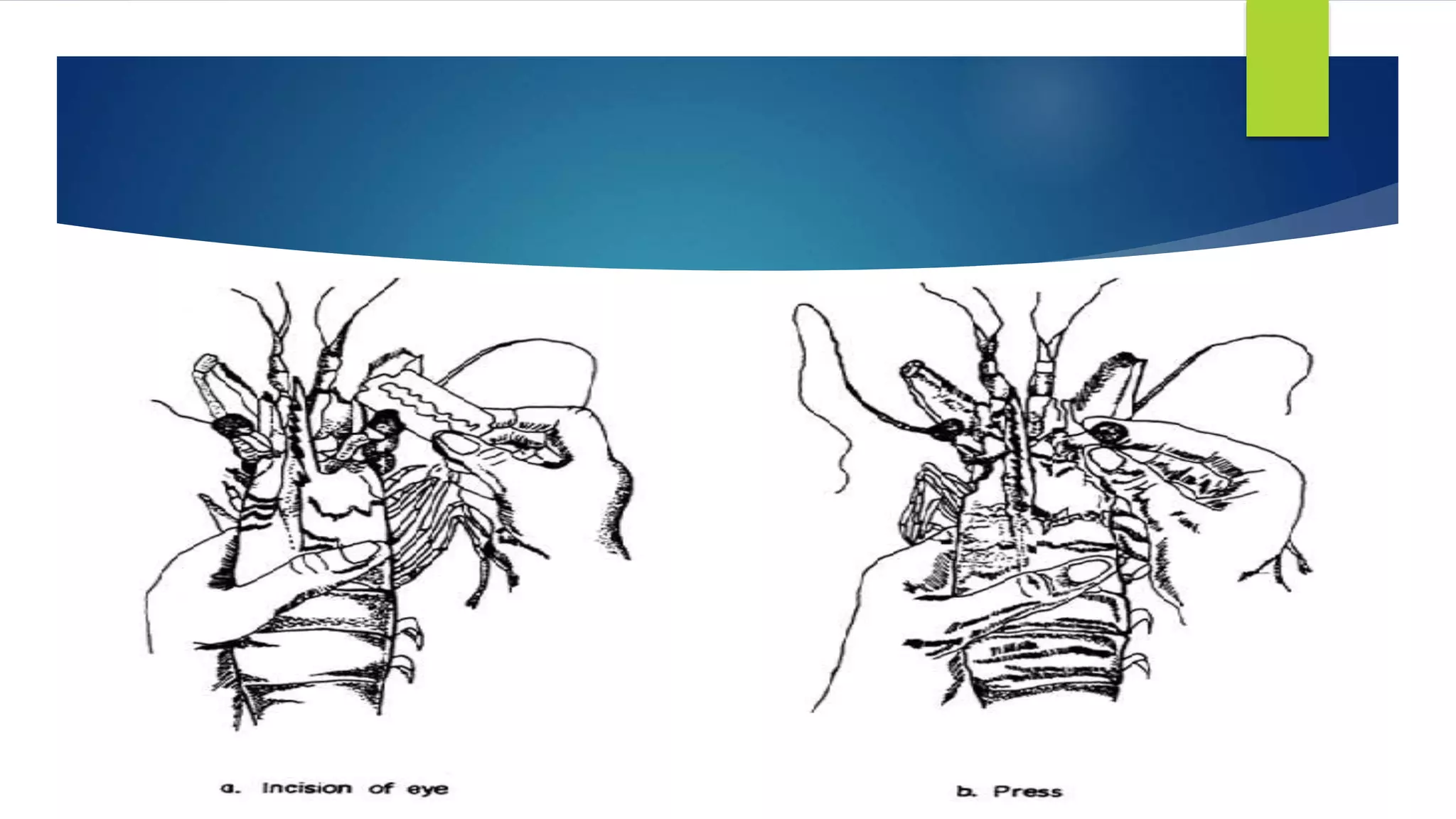 Eye Stalk Ablation in Crustaceans | PPTX
