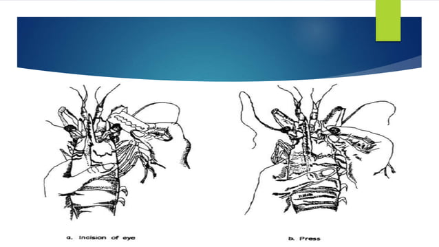 Eye Stalk Ablation in Crustaceans | PPTX | Eye and Vision Conditions ...