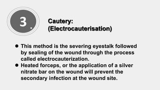 Eyestalk ablation technique | PPTX