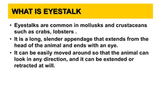 Eyestalk ablation technique | PPTX