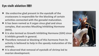 Eyestalk ablation technique | PPTX