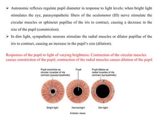 Eye structure.pptx | Eye and Vision Conditions | Diseases and Conditions
