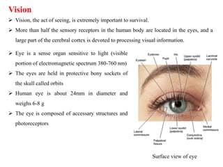 Eye structure.pptx