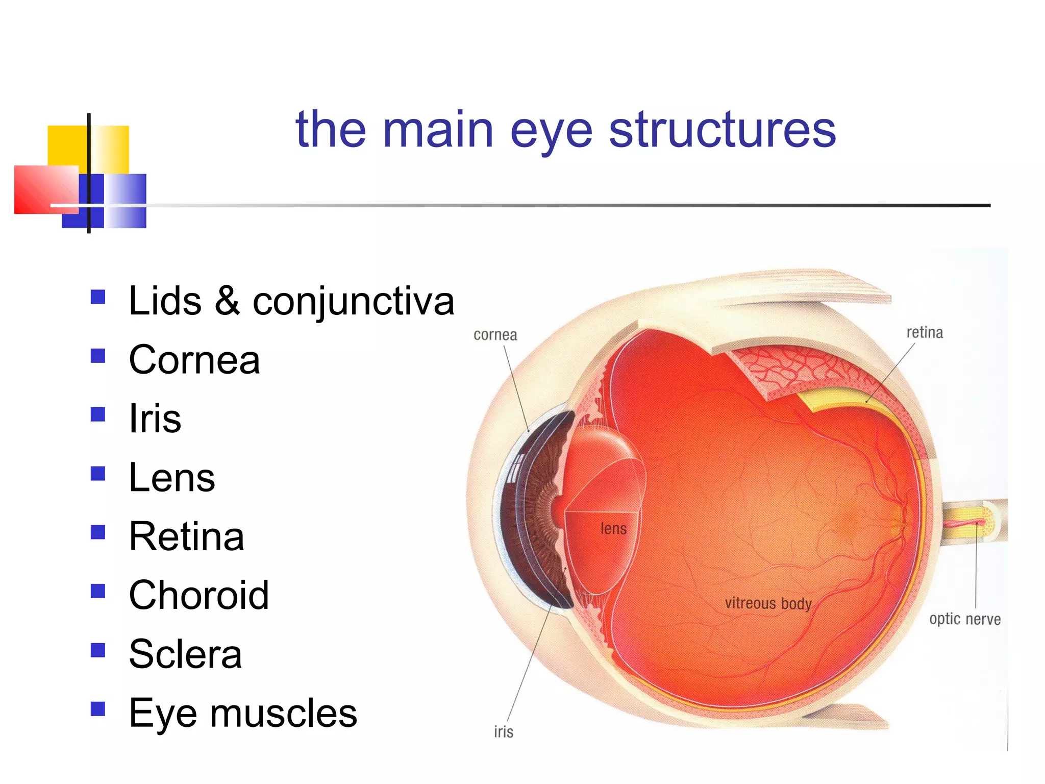 Eye structure and function | PPT