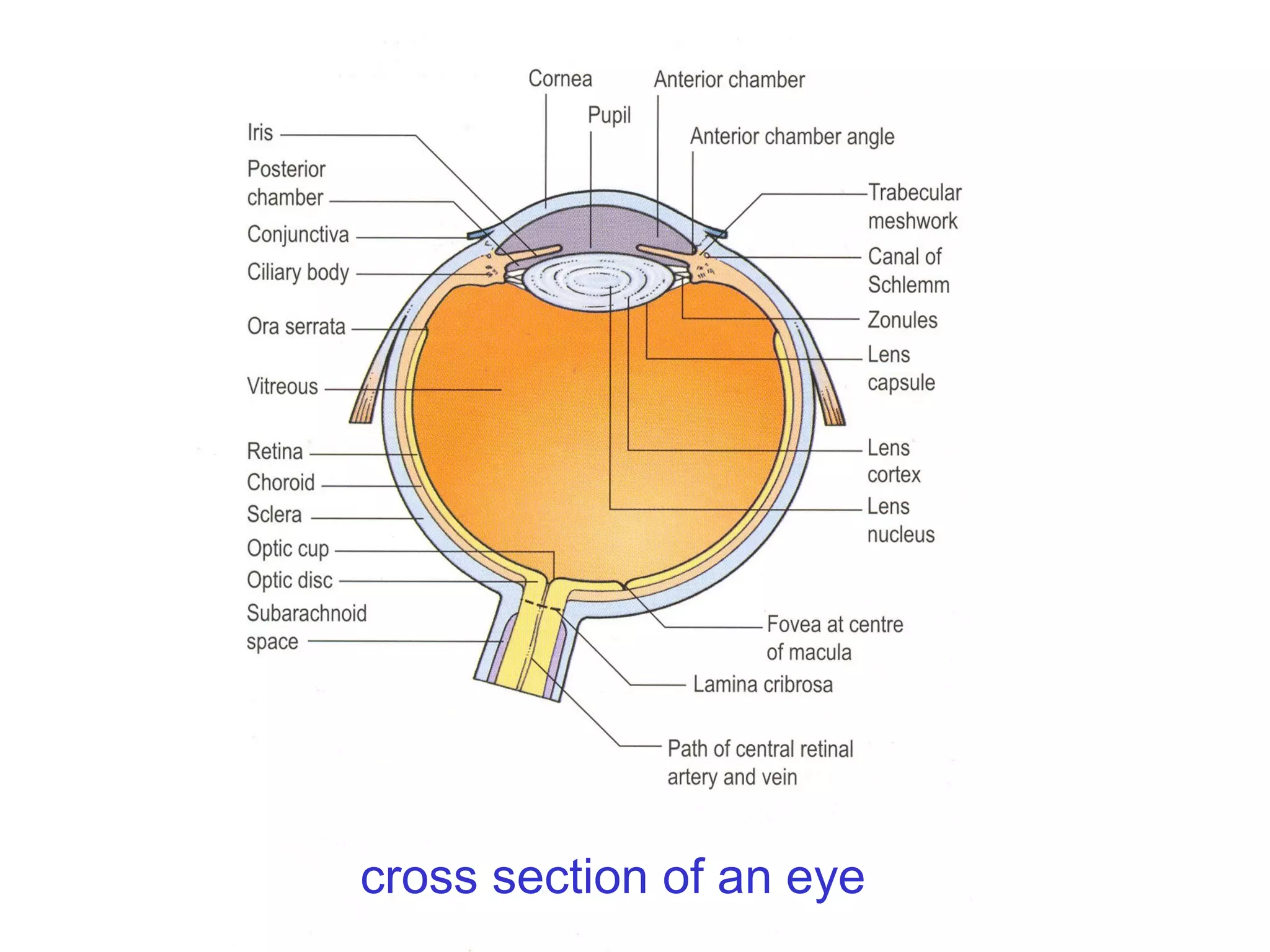 Eye structure and function | PPT