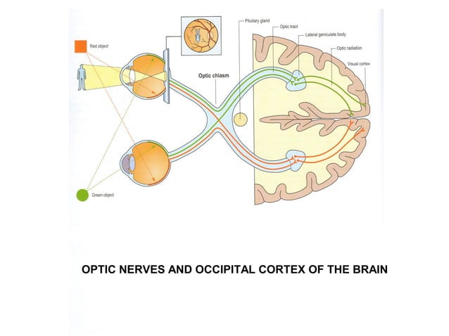 Eye structure and function | PPT