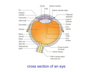 Eye structure and function | PPT