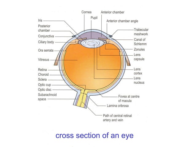 Eye structure and function | PPT
