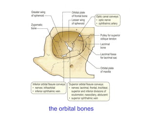 Eye structure and function | PPT