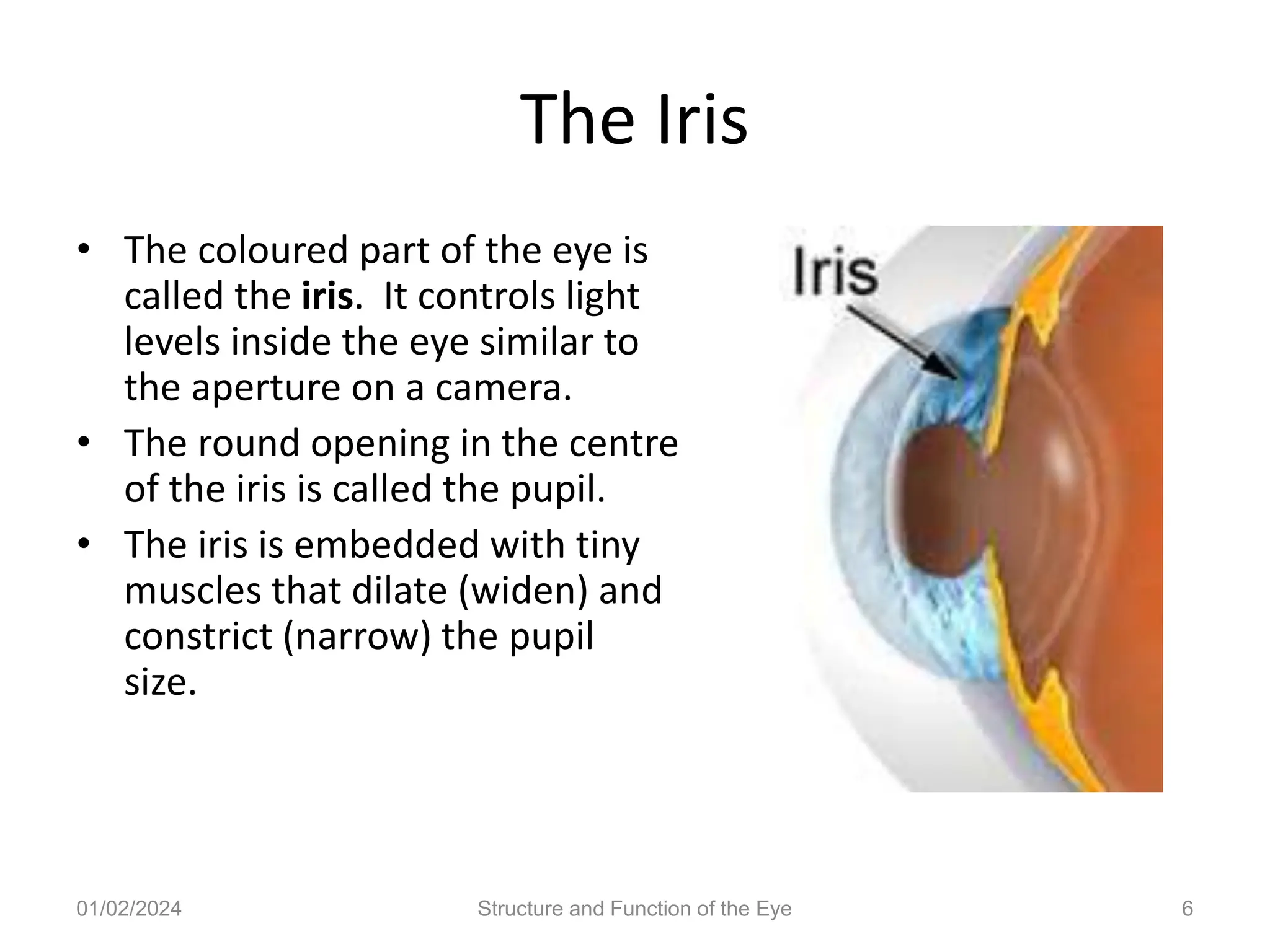 eye_structure_and_function_science__8.ppt